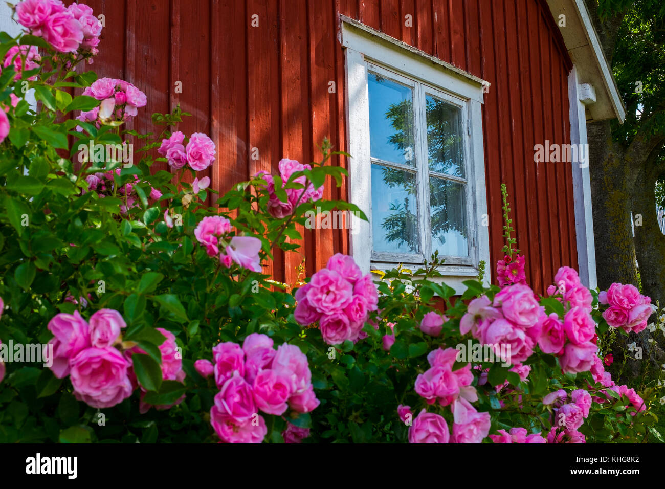 Southern rose window hi-res stock photography and images - Alamy