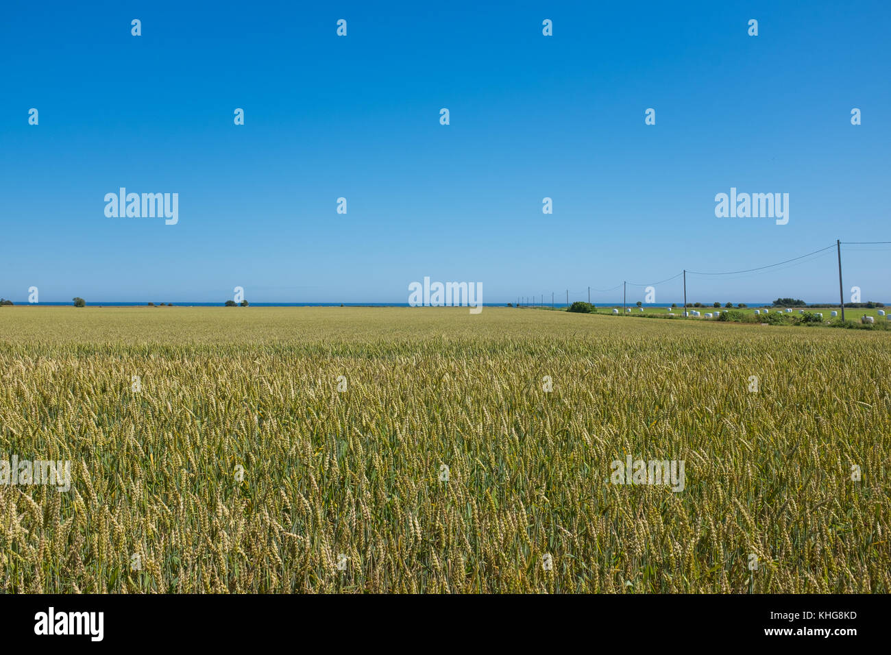 Wheat crops in southern Sweden Stock Photo - Alamy
