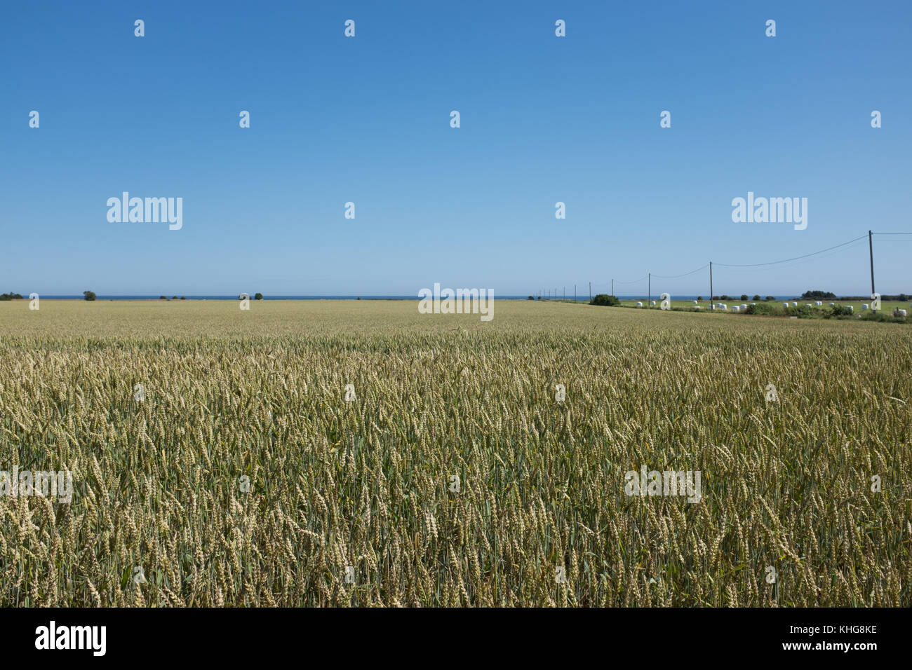 Wheat crops in southern Sweden Stock Photo - Alamy