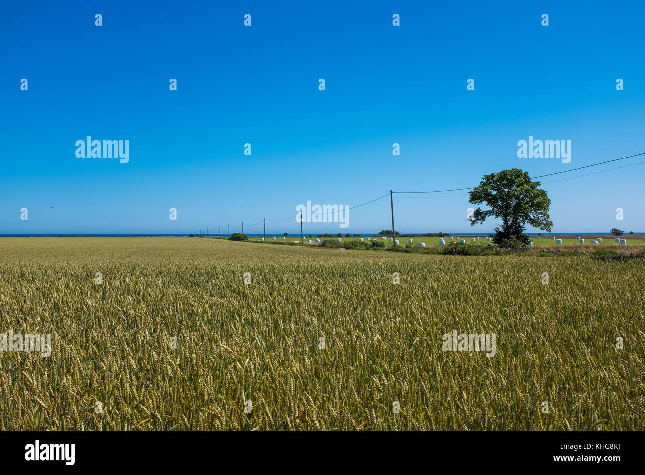 Wheat crops in southern Sweden Stock Photo - Alamy