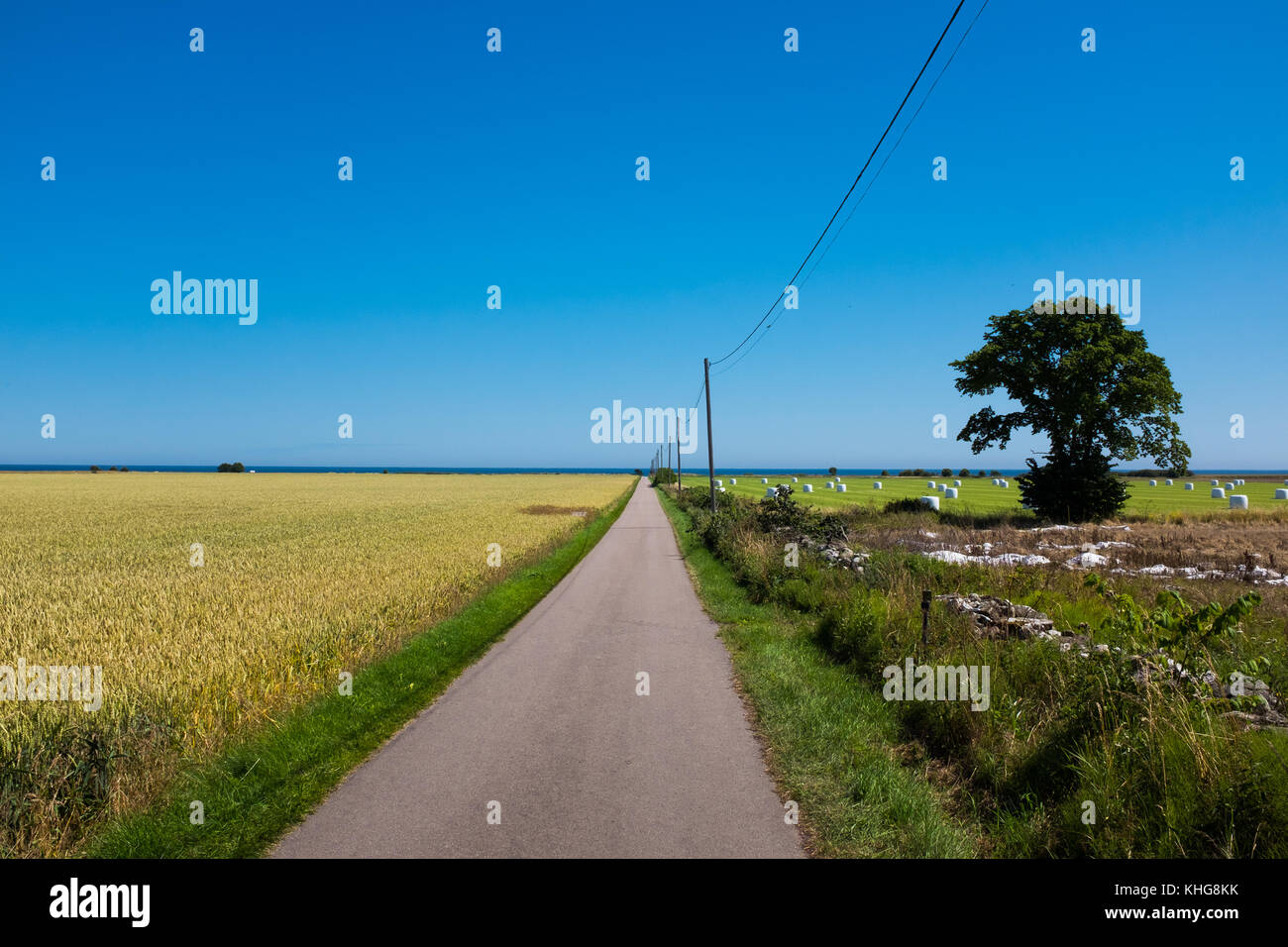 Wheat crops in southern Sweden Stock Photo - Alamy