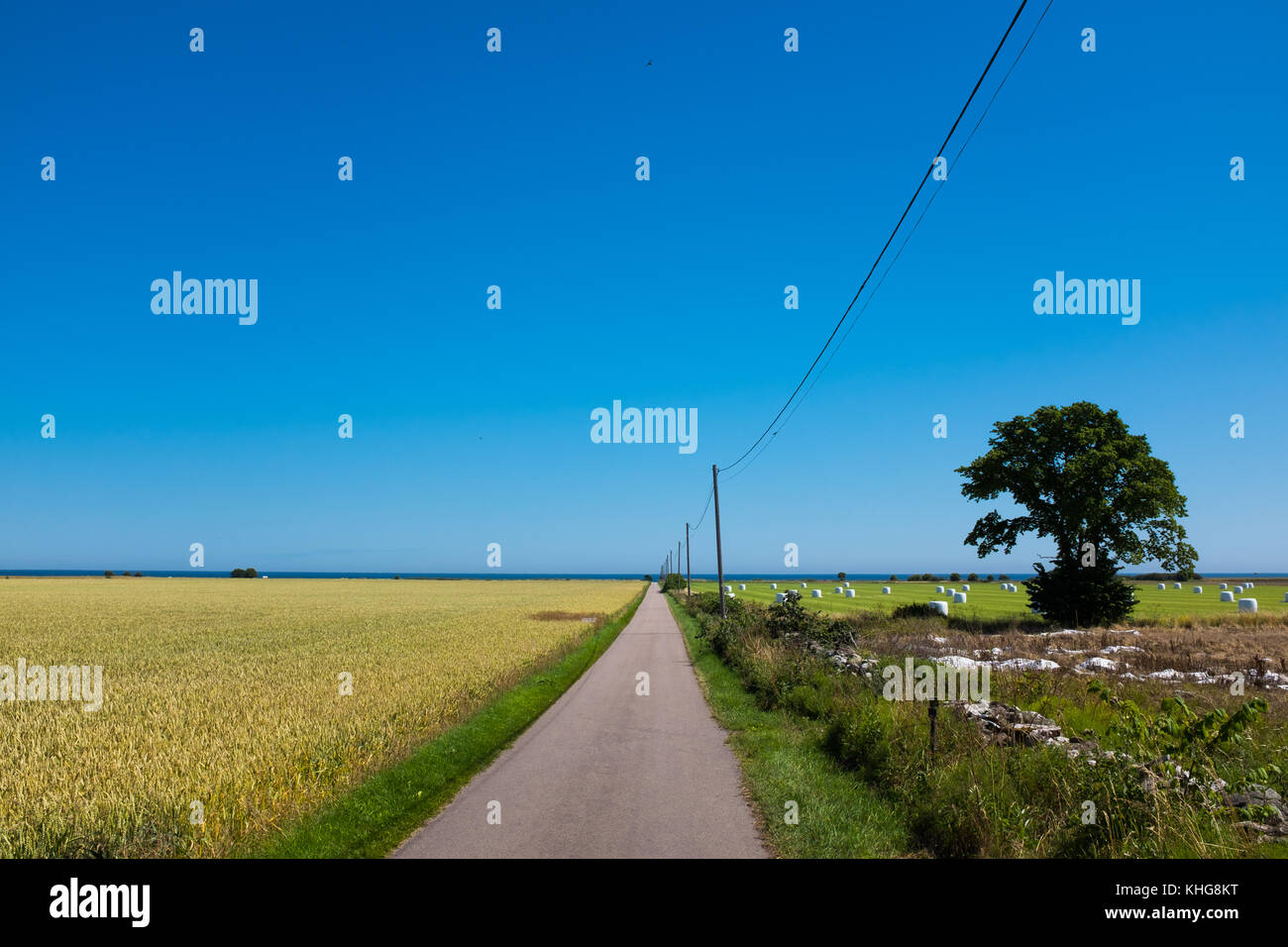 Wheat crops in southern Sweden Stock Photo - Alamy