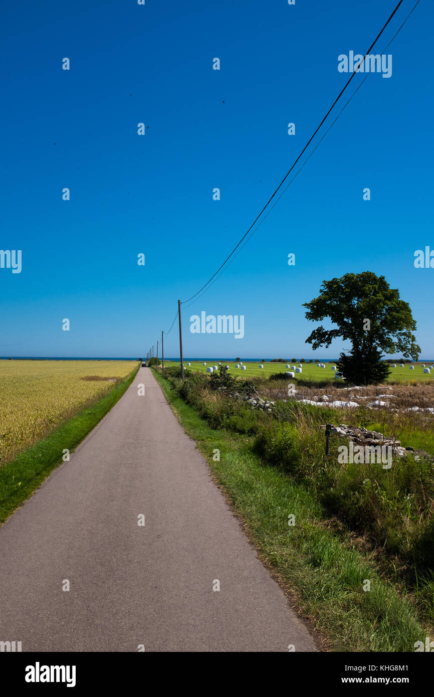 Wheat crops in southern Sweden Stock Photo - Alamy