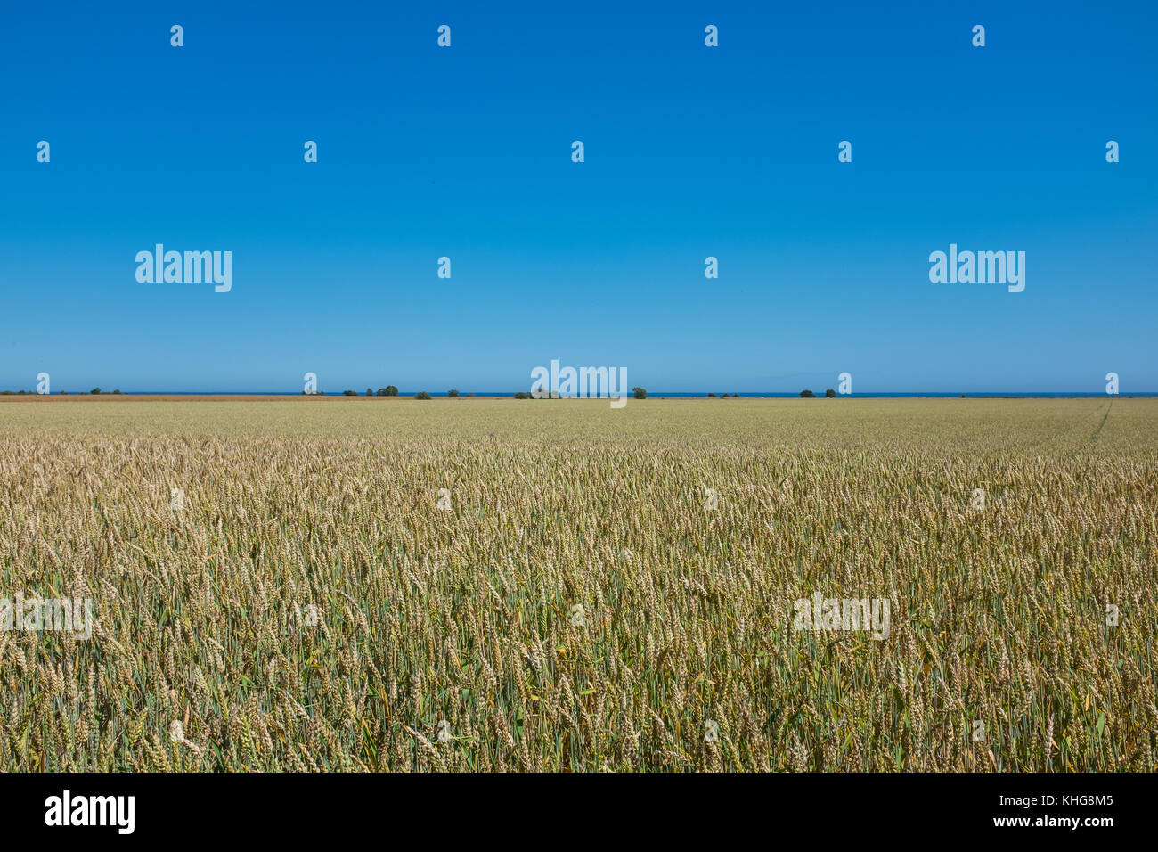 Wheat crops in southern Sweden Stock Photo - Alamy