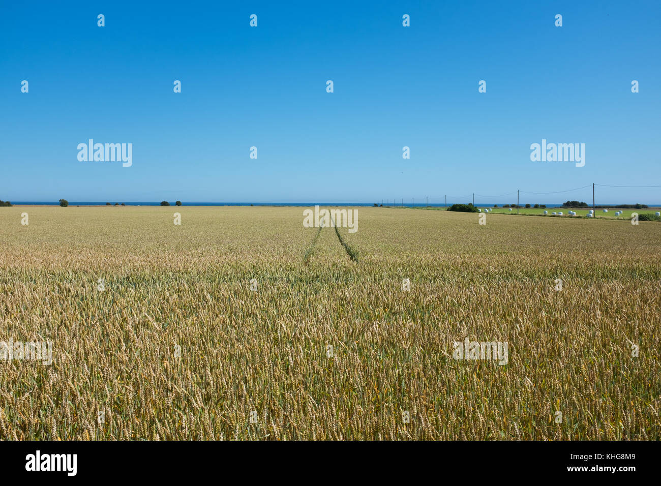Wheat crops in southern Sweden Stock Photo - Alamy