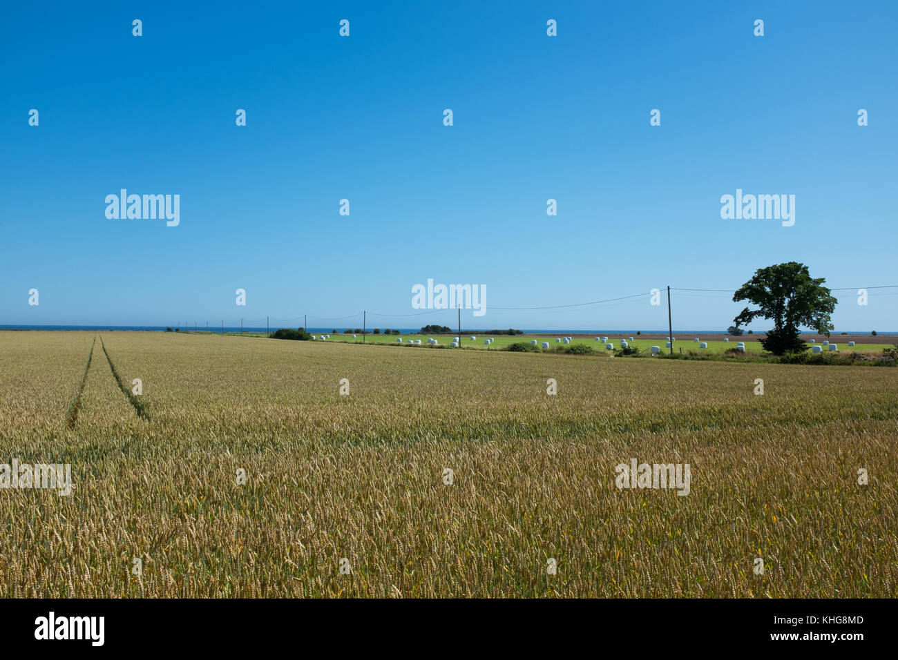 Wheat crops in southern Sweden Stock Photo - Alamy