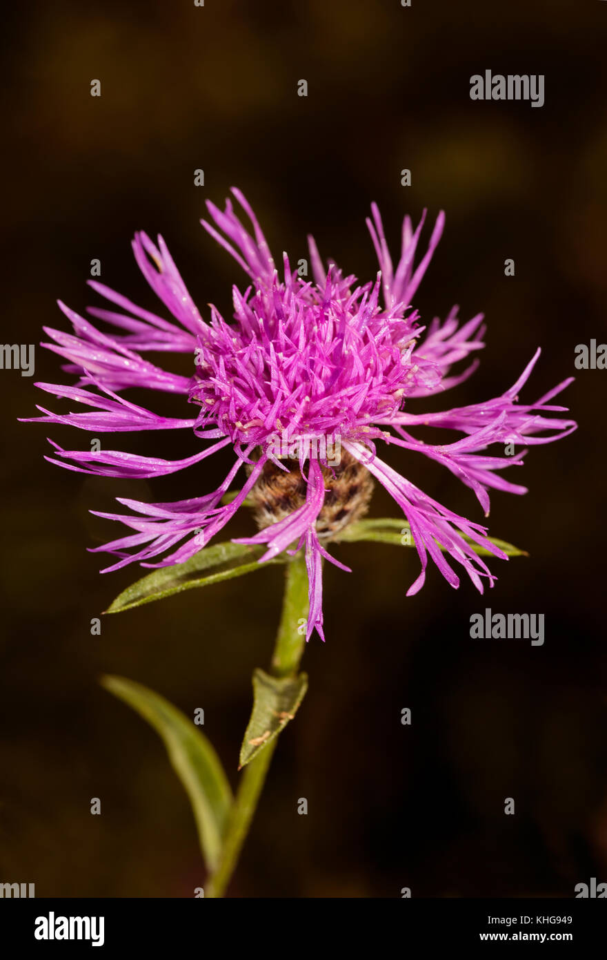 Common Knapweed Flower Stock Photo - Alamy