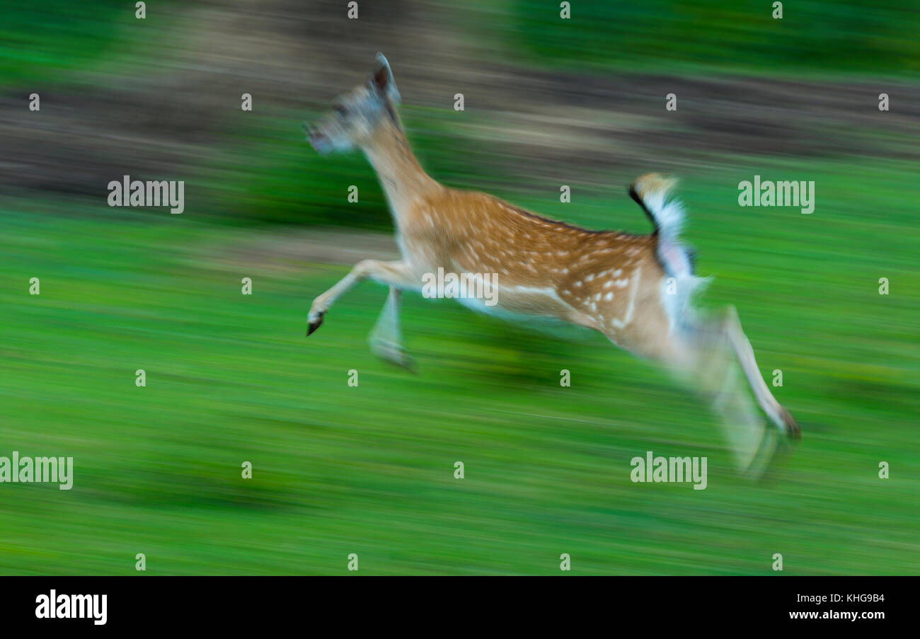 Young Fallow deer (Dama dama) running Stock Photo - Alamy