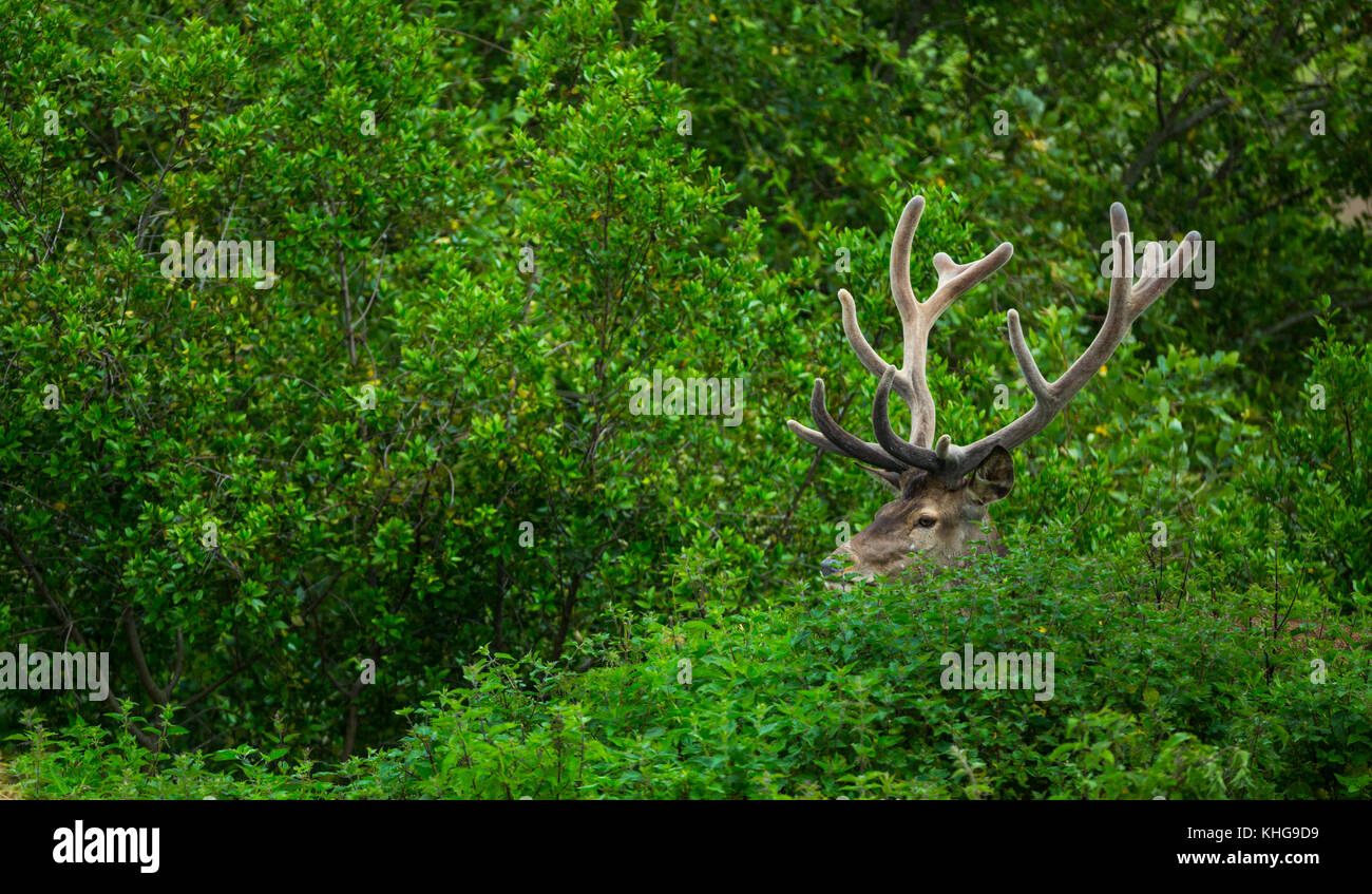 Deer antler. Red deer (Cervus elaphus Stock Photo - Alamy