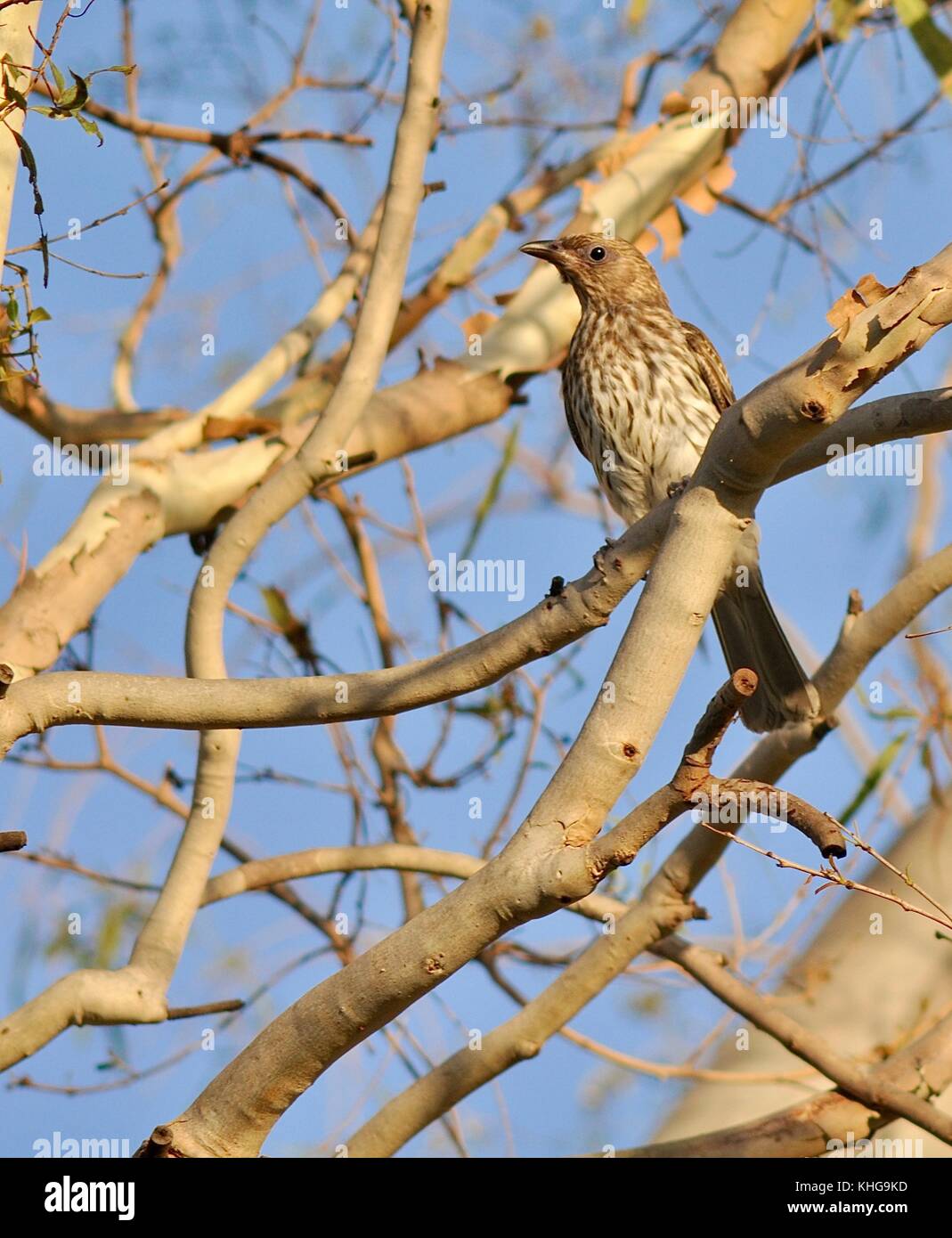 Australian female figbird sphecotheres viridis hi-res stock photography ...