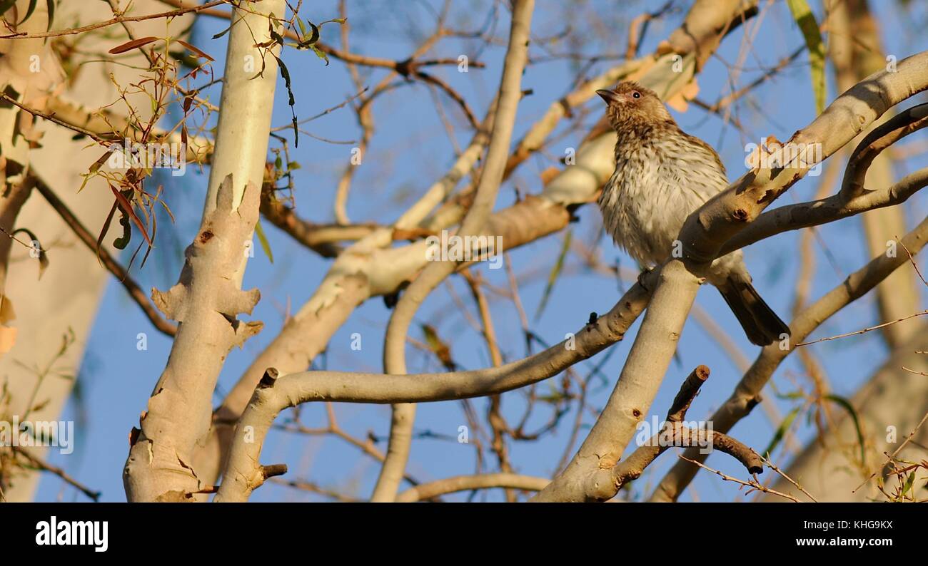 Female australasian figbird hi-res stock photography and images - Alamy