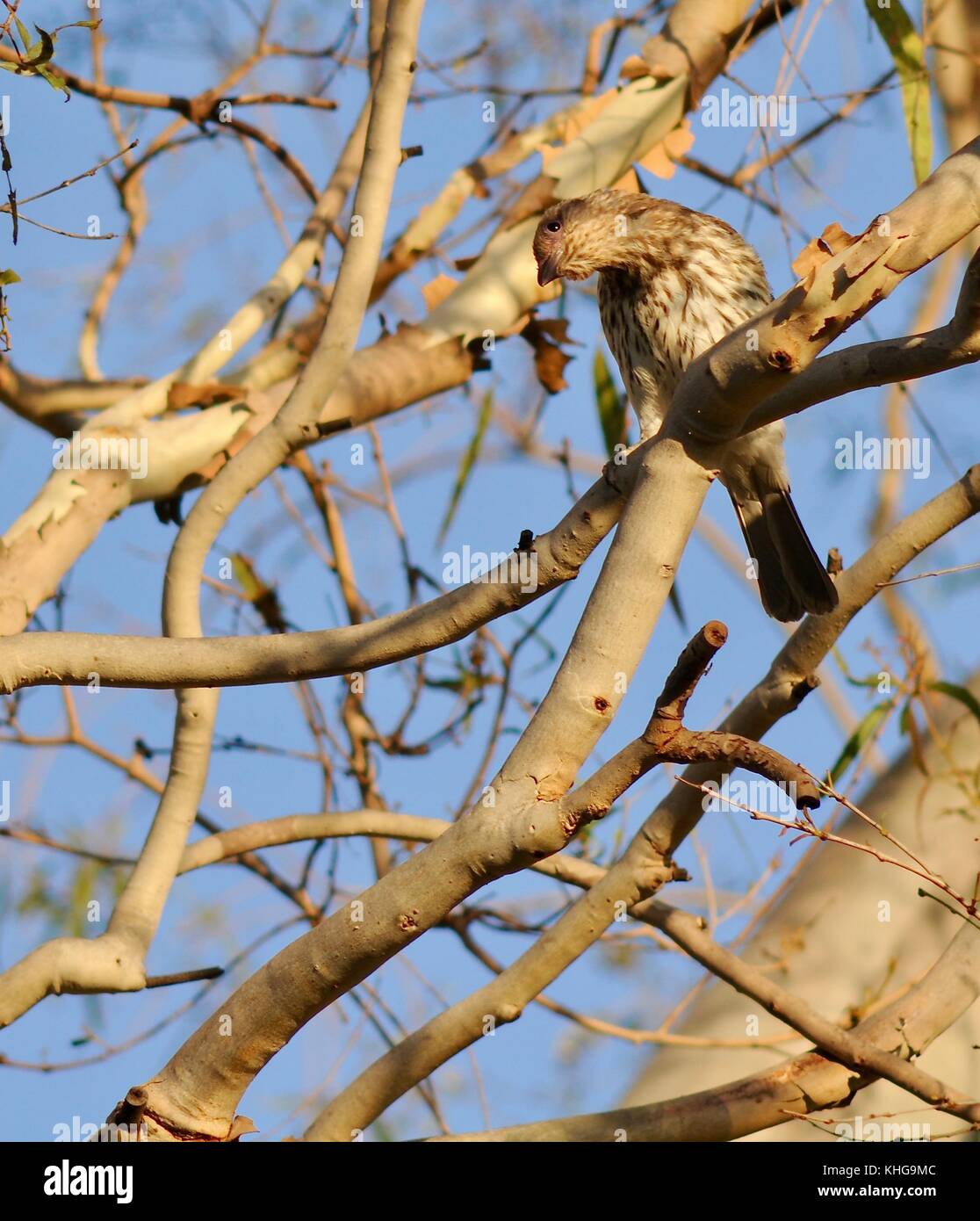 Female australasian figbird hi-res stock photography and images - Alamy