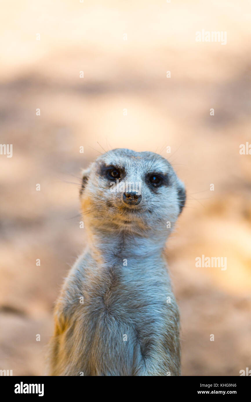 SURICATA MONITORING ITS ENVIRONMENT. Meerkat or suricate (Suricata ...