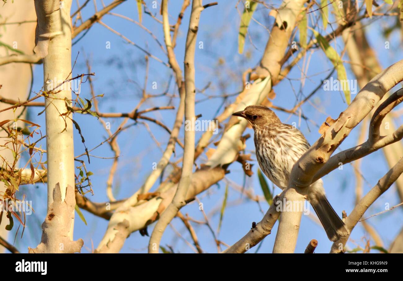 Female australasian figbird hi-res stock photography and images - Alamy