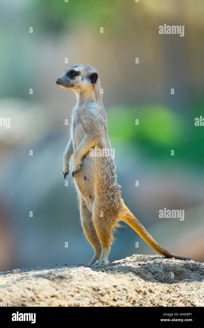 SURICATA MONITORING ITS ENVIRONMENT. Meerkat or suricate (Suricata ...