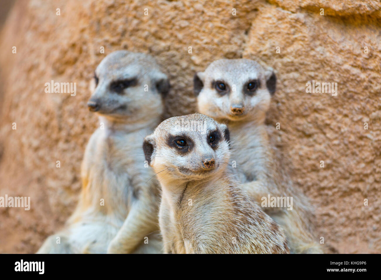 Family of meerkats. Meerkat or suricate (Suricata suricatta). AFRICA ...