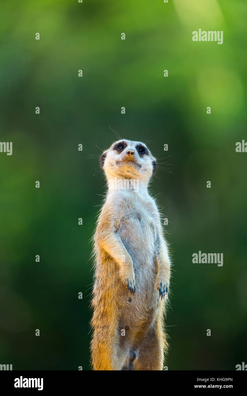 SURICATA MONITORING ITS ENVIRONMENT. Meerkat or suricate (Suricata ...