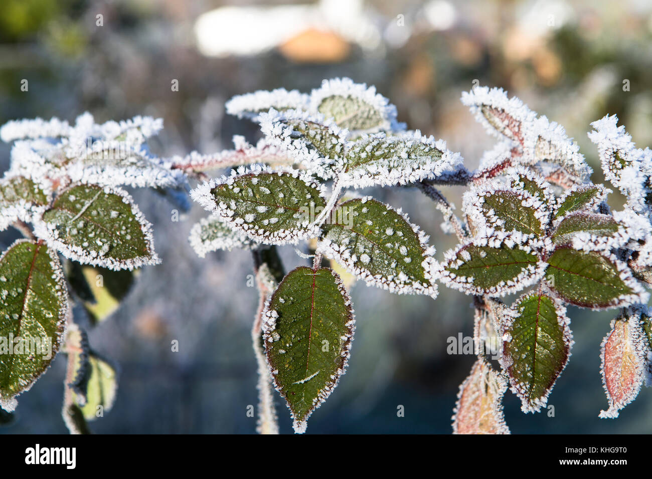 Image shows plants with hoarfrost in the sun Stock Photo - Alamy