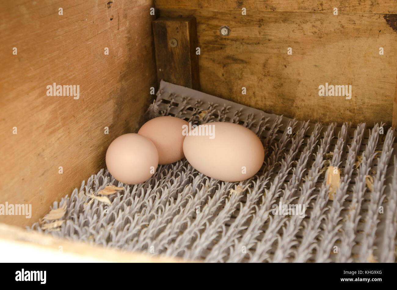 Organic fed eggs hi-res stock photography and images - Alamy