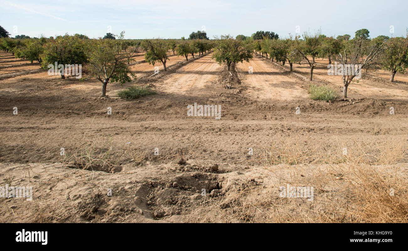 The tunnel entrances of a burrowing animal are seen in the side of a flood irrigation berm. The ...