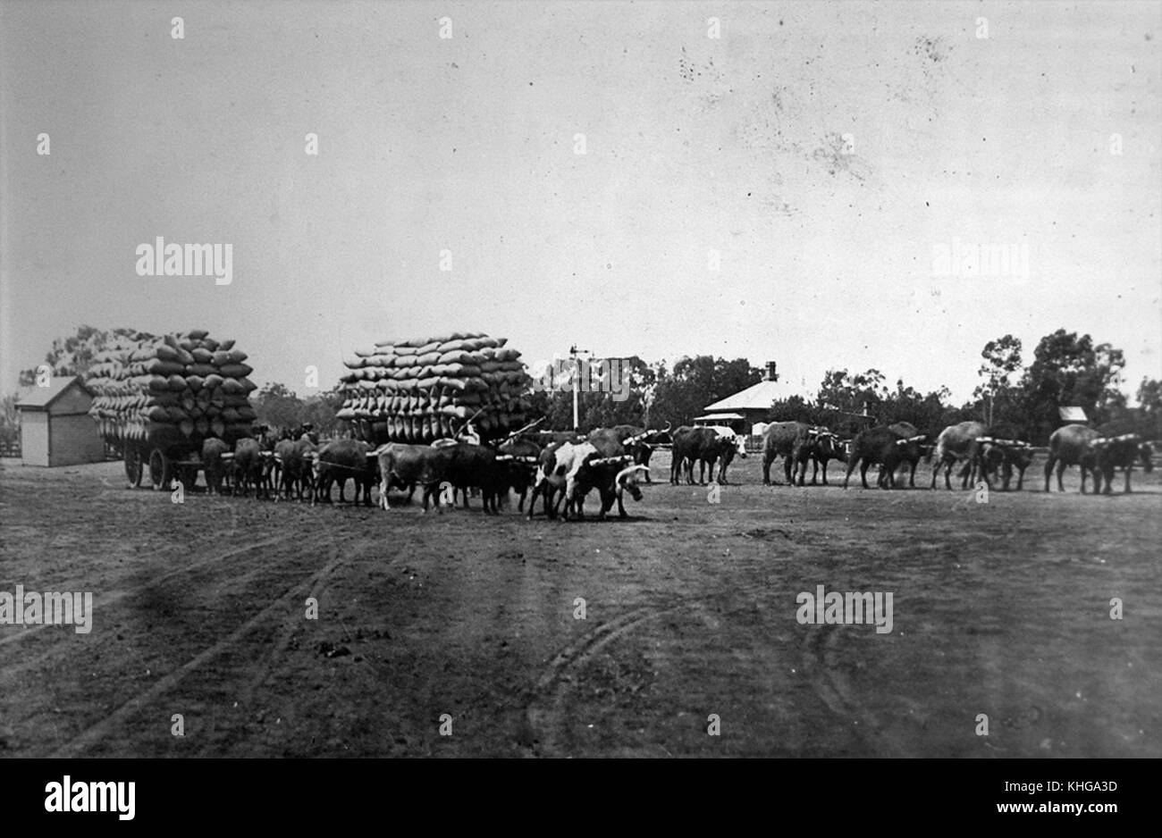 Team of Bullocks at the Marrar Railway Yard Stock Photo - Alamy