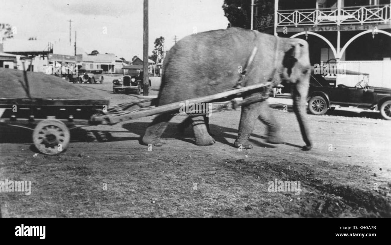 1 171175 Circus elephant pulling a dray at Beaudesert, 1930 Stock Photo ...