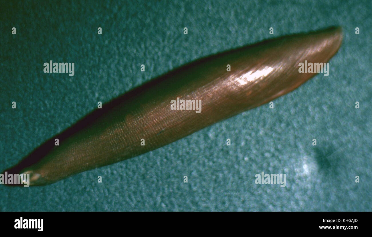 Aclyvolva lanceolata 002 Stock Photo - Alamy