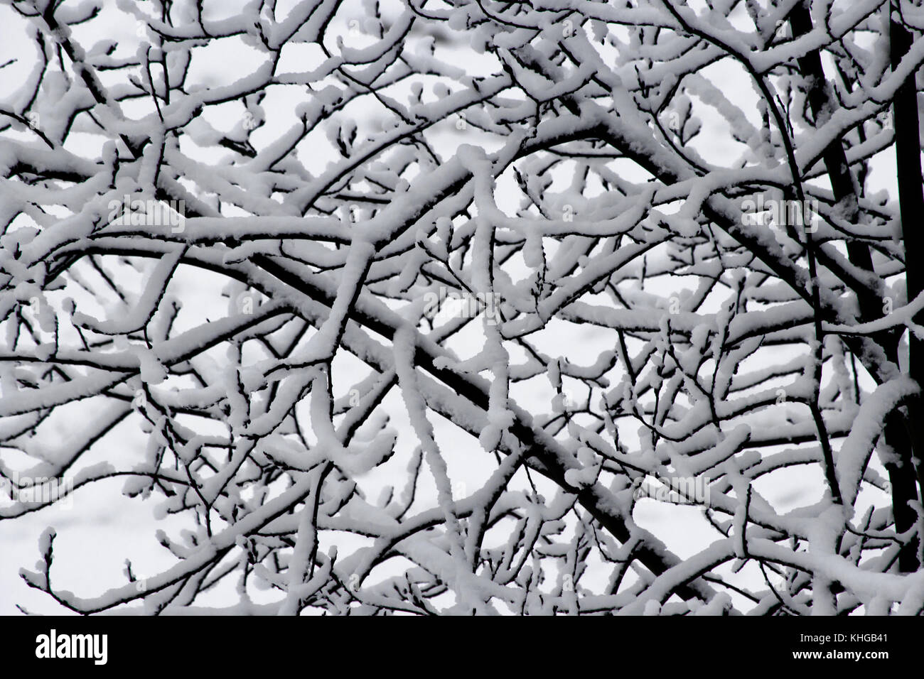 Snow on branches after snowfall, view from above Stock Photo - Alamy