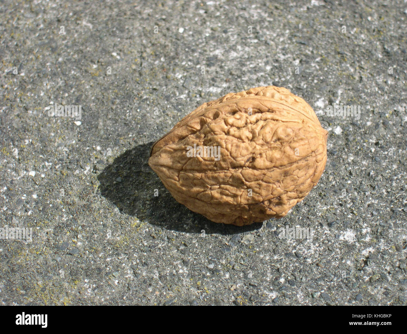 A walnut fruit unopened Stock Photo - Alamy