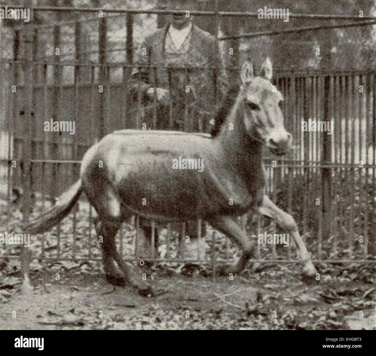 Syrian wild ass Stock Photo - Alamy