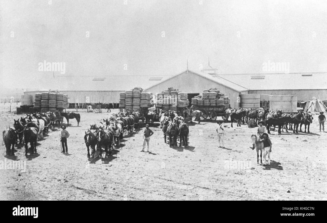 1 153299 Horse teams ready to move out with their loaded wool wagons ...