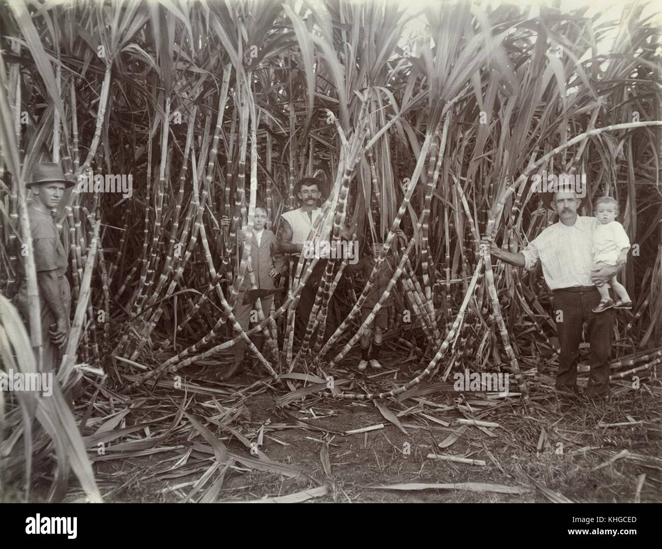 2 256553 Men and children are dwarfed in the sugar cane fields on ...