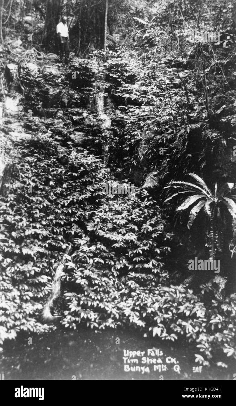 2 394145 Upper Falls, Tim Shea Creek, Bunya Mountains, ca. 1920 Stock ...