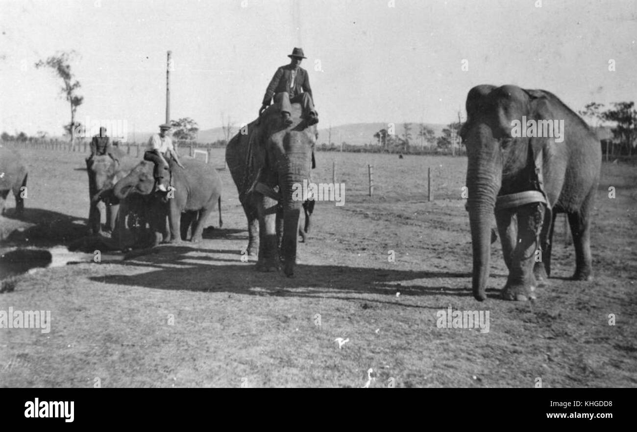 2 76842 Circus elephants and riders at Rosewood, ca. 1928 Stock Photo ...