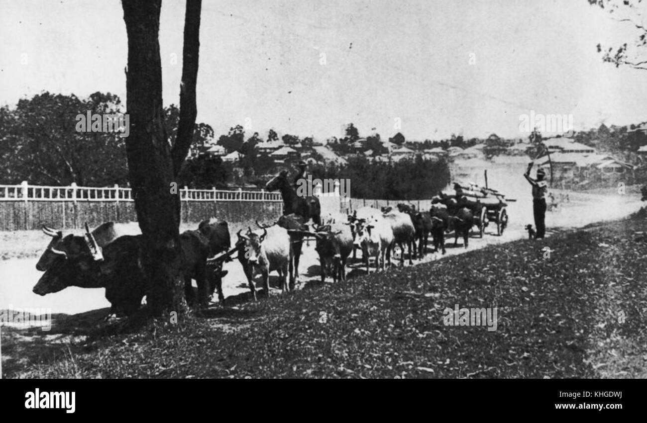 Bullock Team Black and White Stock Photos & Images - Alamy