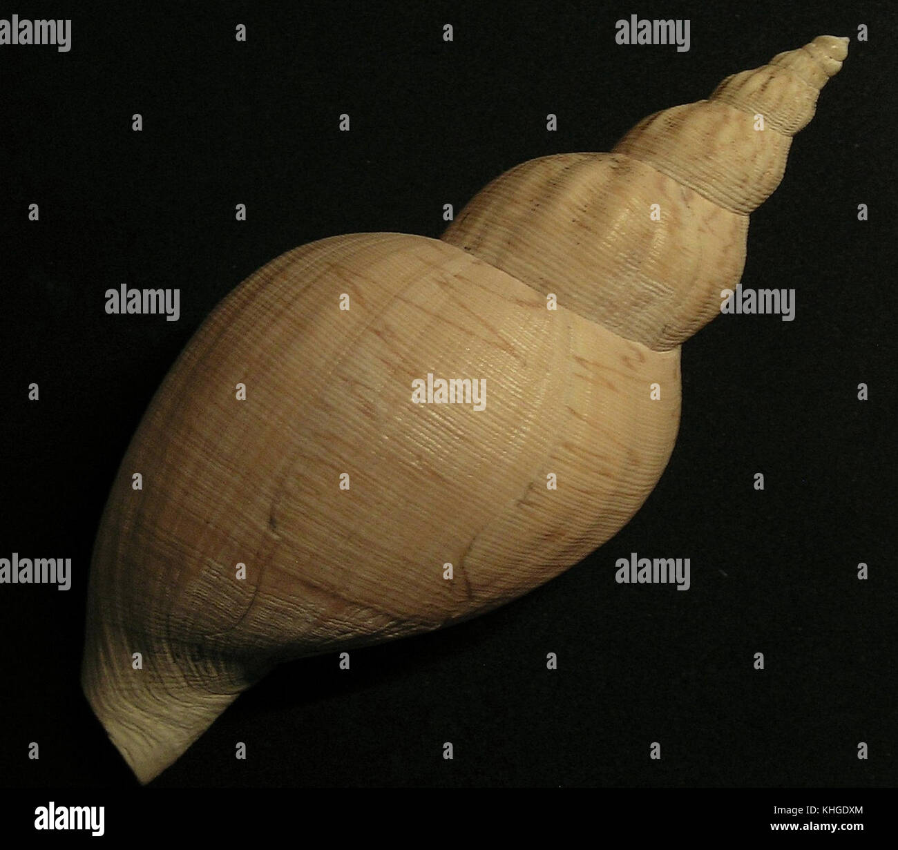 Adelomelon riosi 002 Stock Photo - Alamy