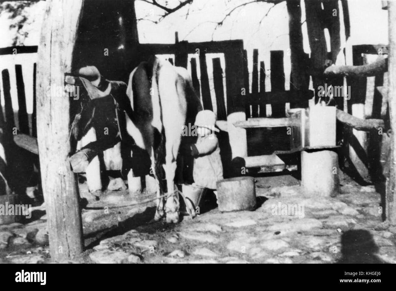 2 146523 Neville Walker milking a cow, Rockmount, Queensland, 1936 ...