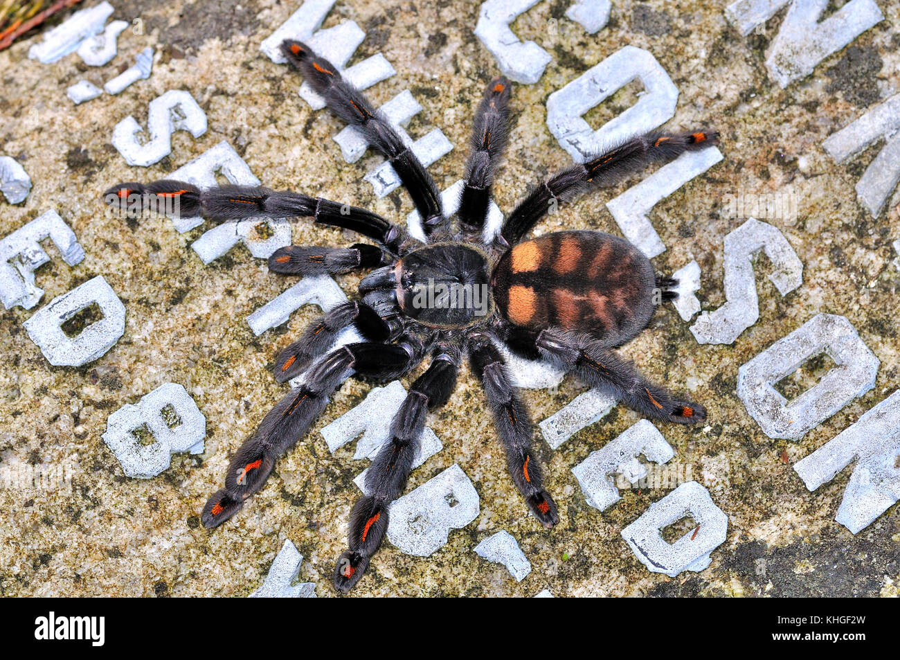 Venezuelan Suntiger (Psalmopoeus irminia Stock Photo - Alamy