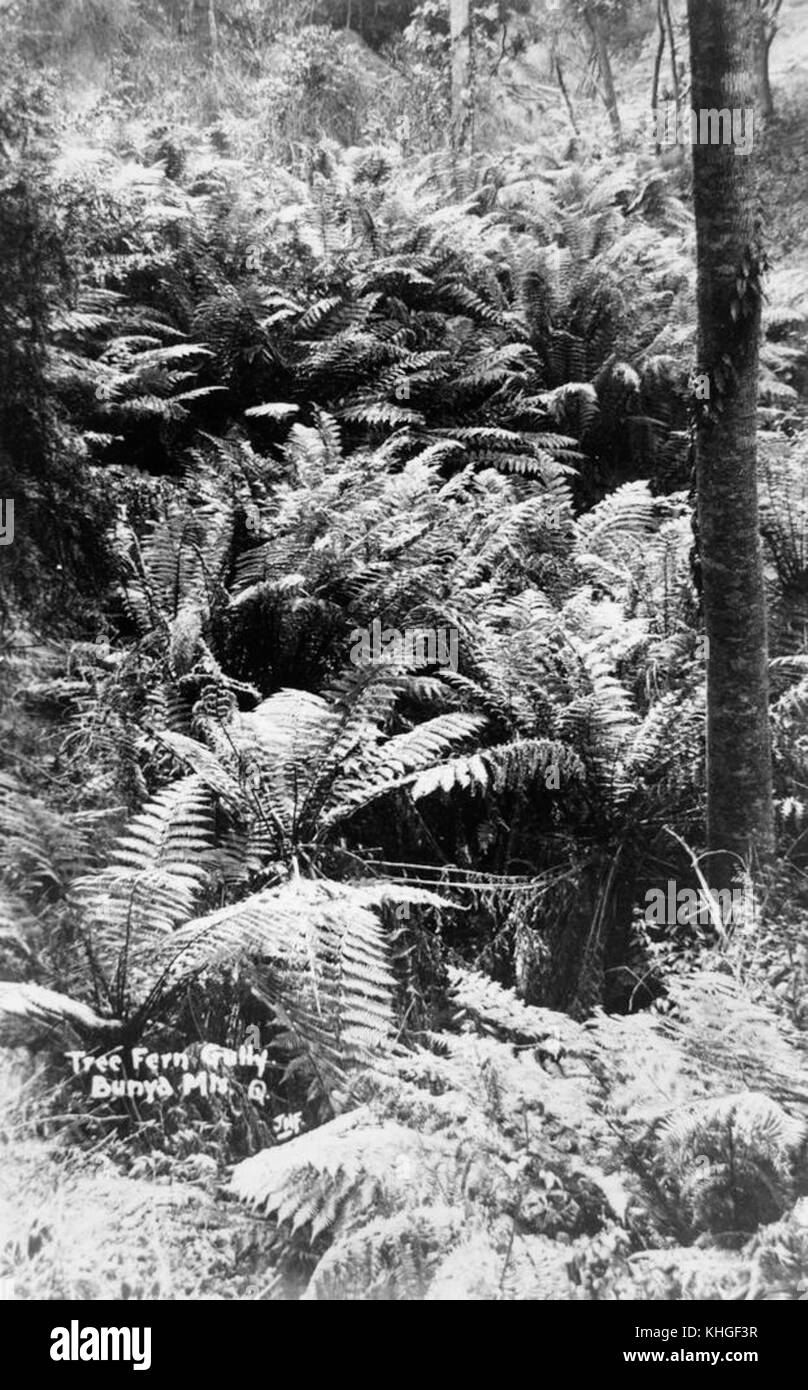 Gully tree fern hi-res stock photography and images - Alamy