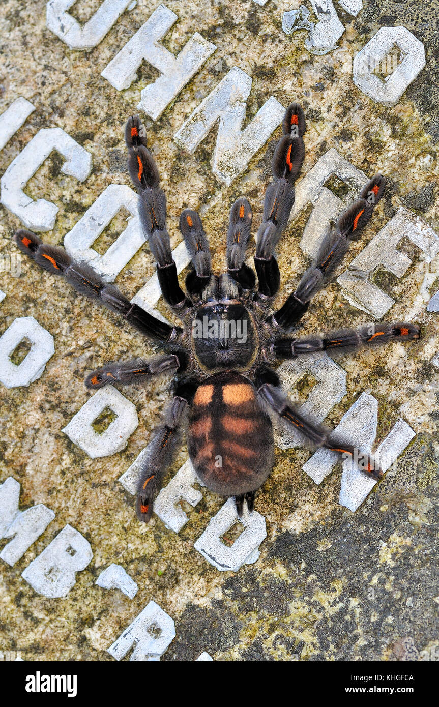 Venezuelan Suntiger (Psalmopoeus irminia Stock Photo - Alamy