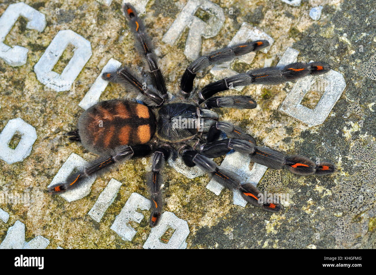 Venezuelan Suntiger (Psalmopoeus irminia Stock Photo - Alamy