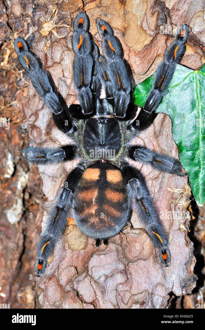 Suntiger Tarantula