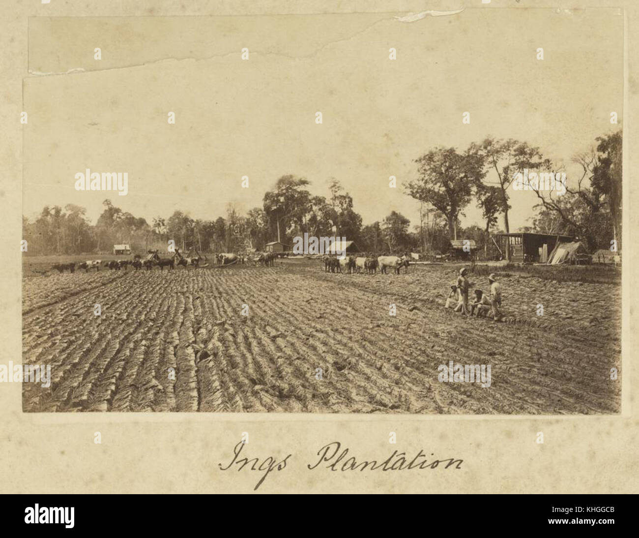 Ings plantation hi-res stock photography and images - Alamy
