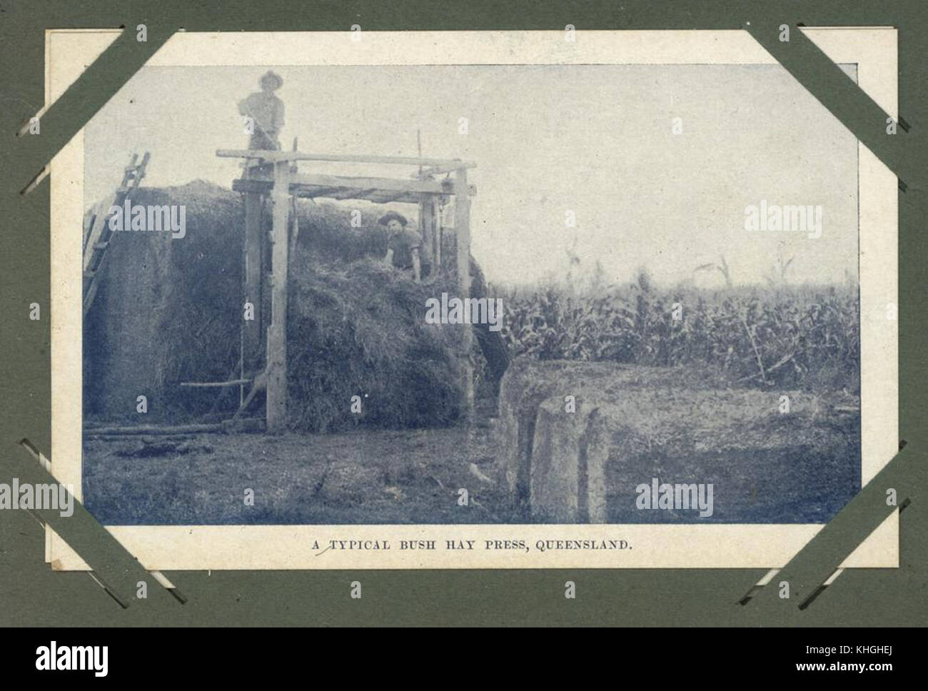 2 237017 Hay press being used in Queensland, ca. 1906 Stock Photo - Alamy