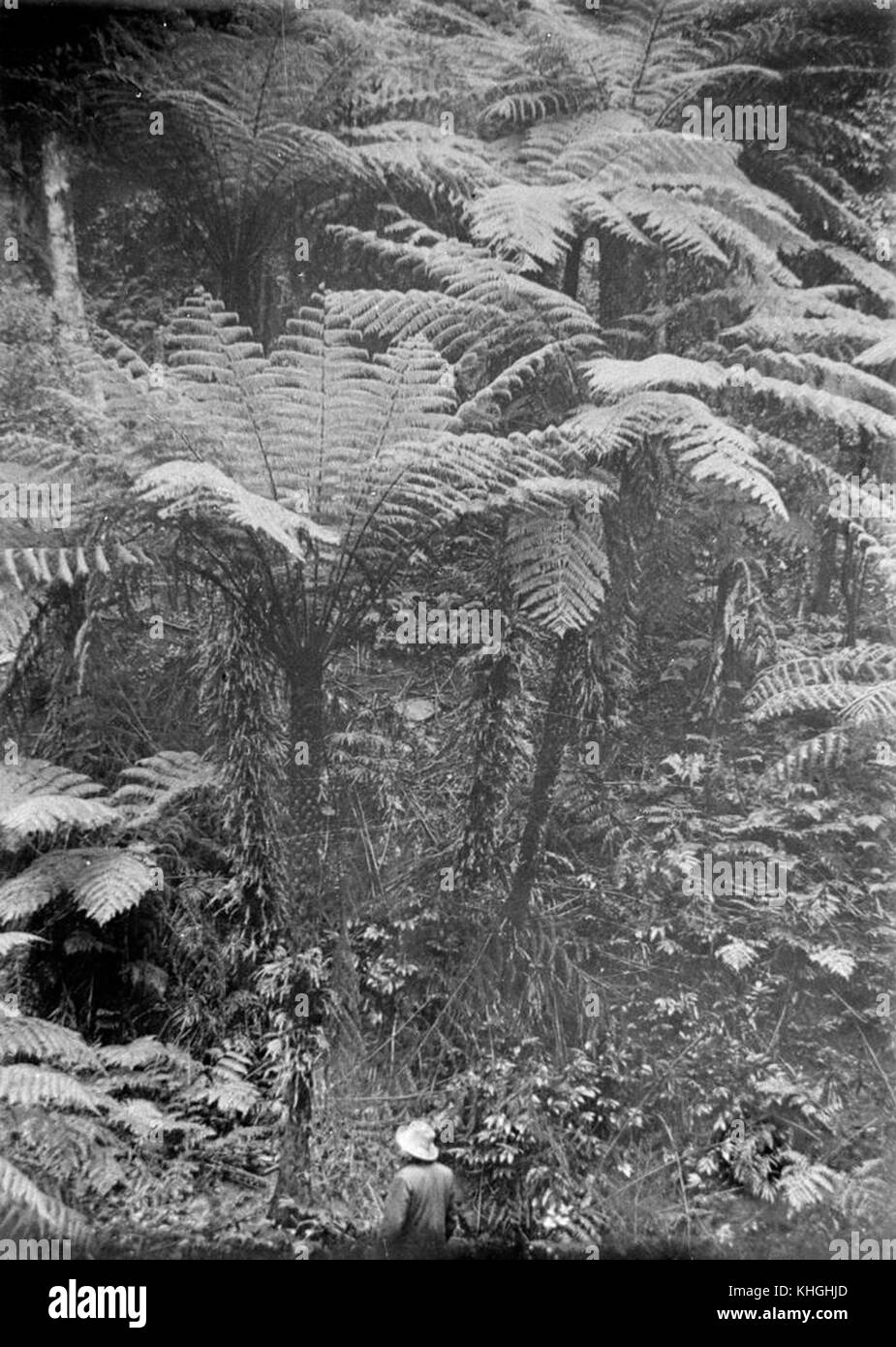 Tree ferns of Black and White Stock Photos & Images - Alamy
