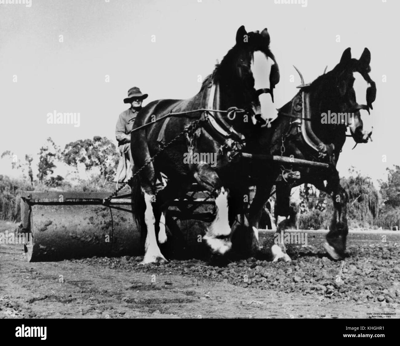 Draught horses hi-res stock photography and images - Alamy