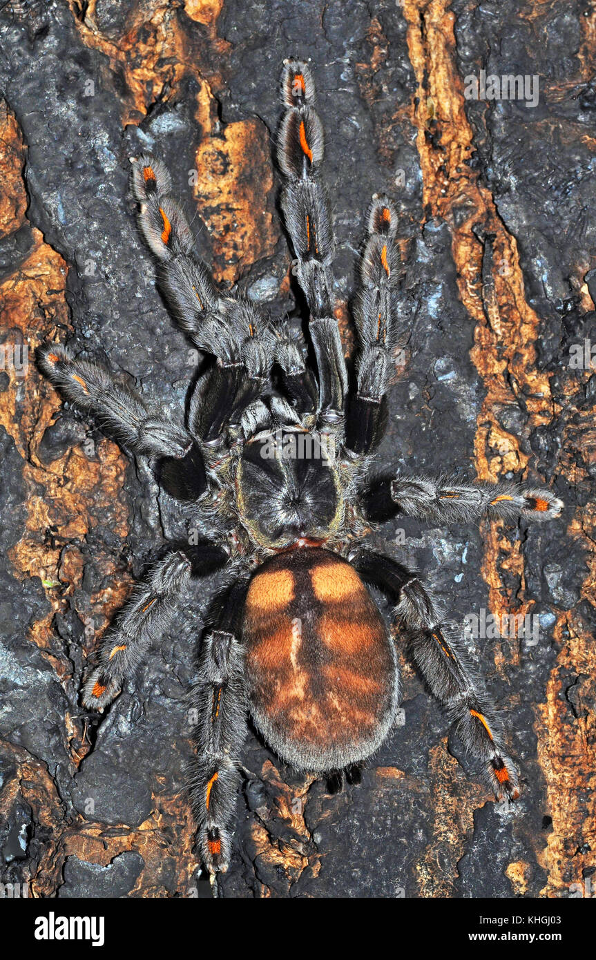 Venezuelan suntiger (Psalmopoeus irminia Stock Photo - Alamy