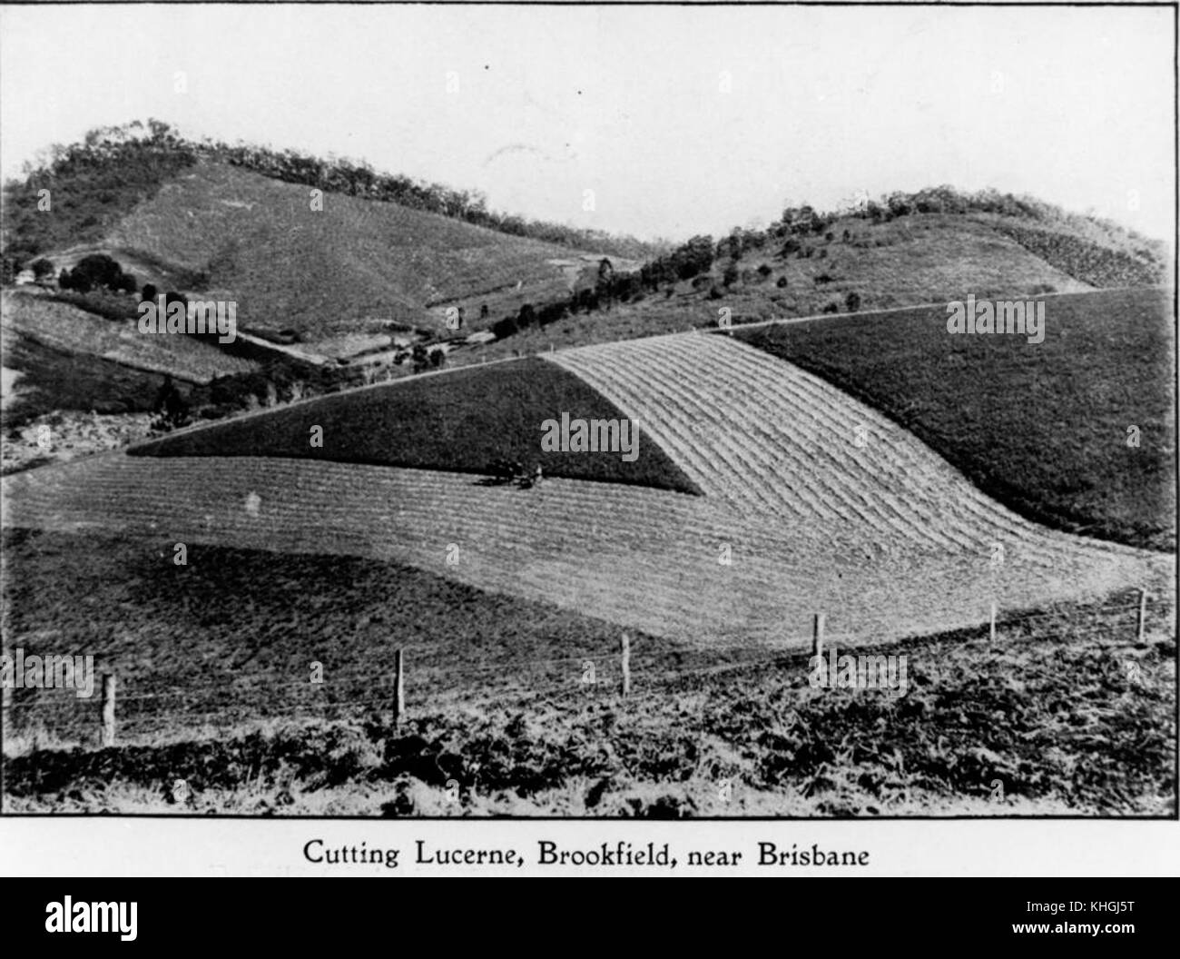 2 166311 Lucerne fields, Brookfield, Brisbane, 1911 Stock Photo - Alamy
