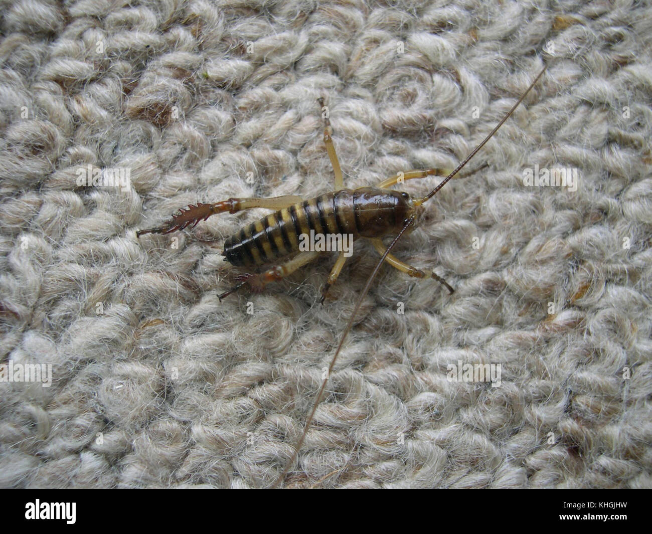 The New Zealand weta is a large, flightless insect found in New Zealand ...
