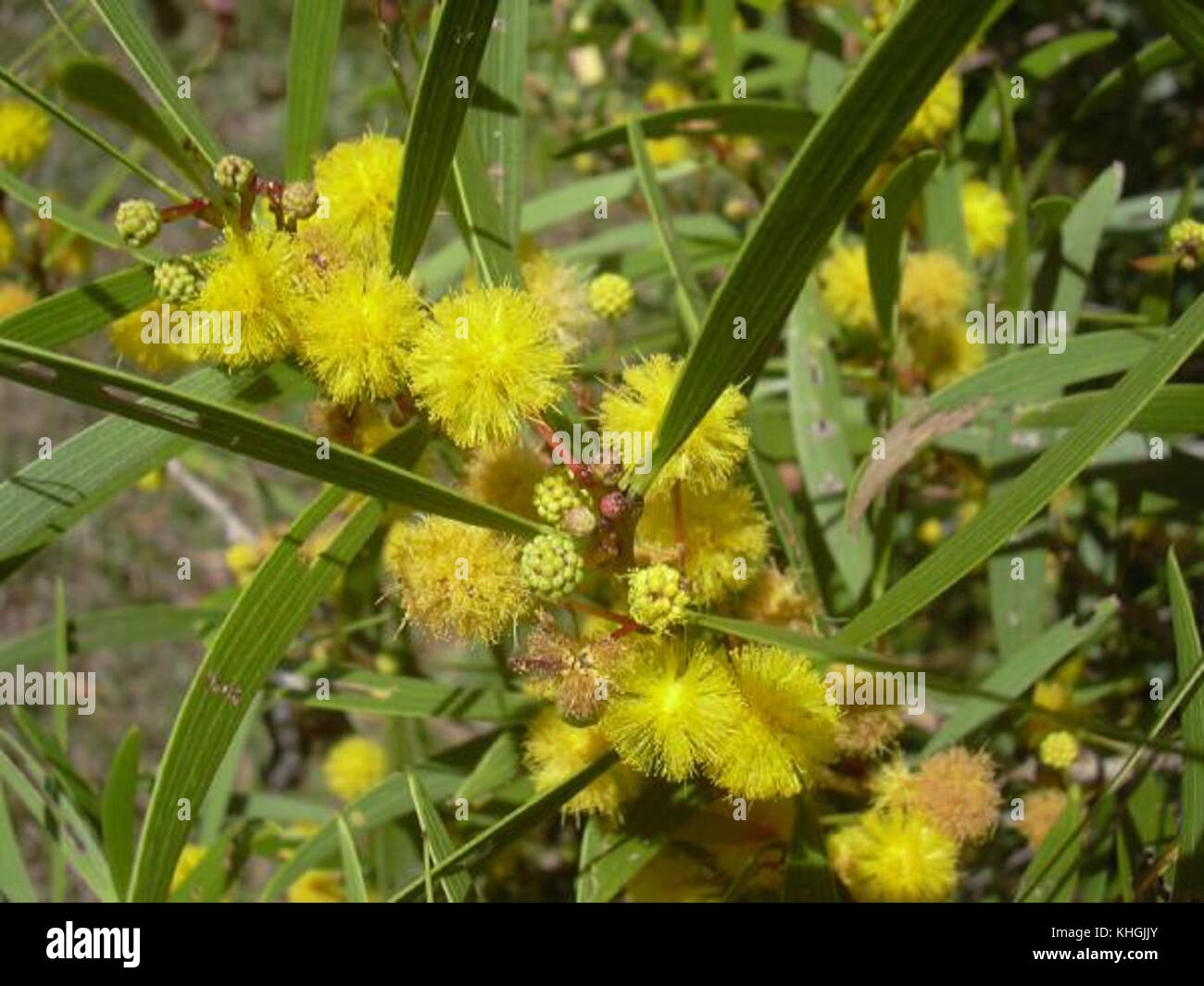 Acacia confusa hi-res stock photography and images - Alamy